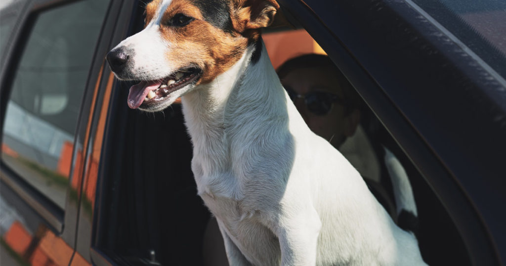 Can Traveling with a Pet Cause Distracted Driving? | Eaton & Torrenzano
